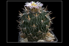 Echinofossulocactus erectocentrus – Kakteenweb.de